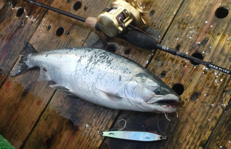 Nature Boys Tiny Robber - FishCandy | Ready To Fish - 100% J.D.M.